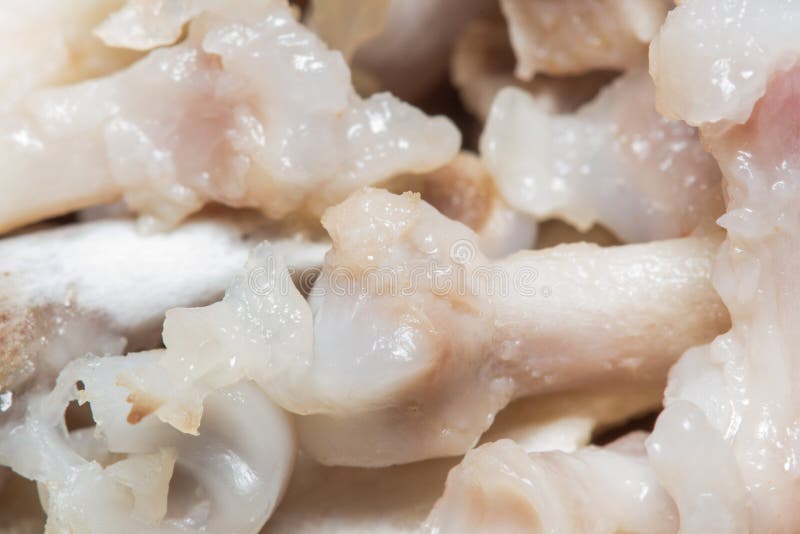 Close-up Toe Bone of a Chicken Stock Image - Image of muscle, meal ...
