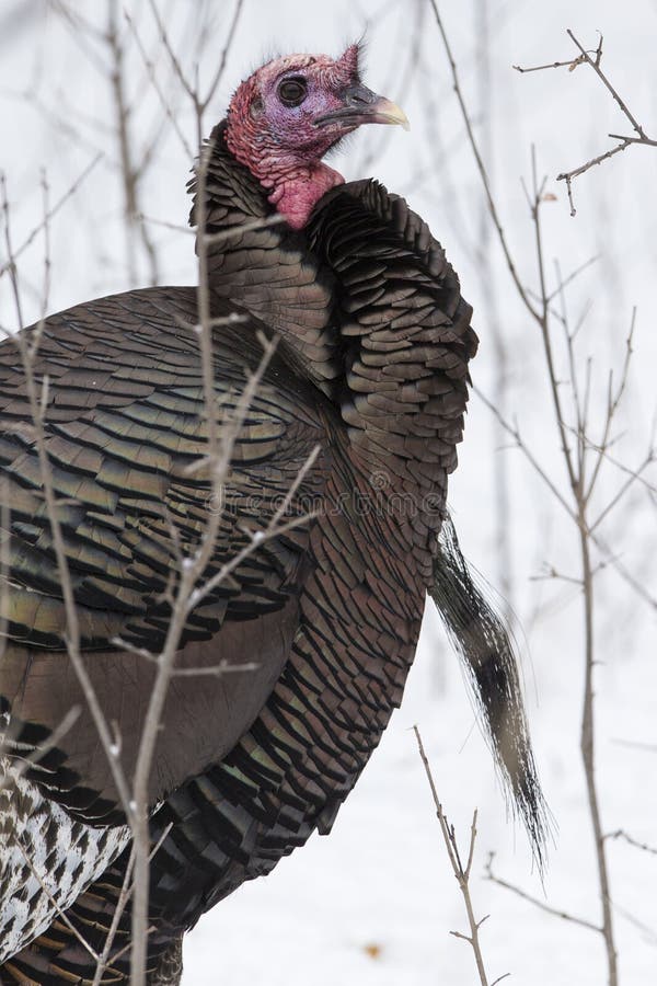 Eastern tom turkey in snow stock image. Image of turkeys - 38543379