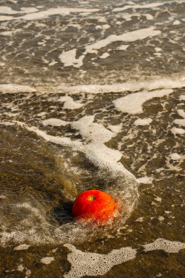 Close Up Tomato on Sand Beach and among the Waves Stock Image - Image ...