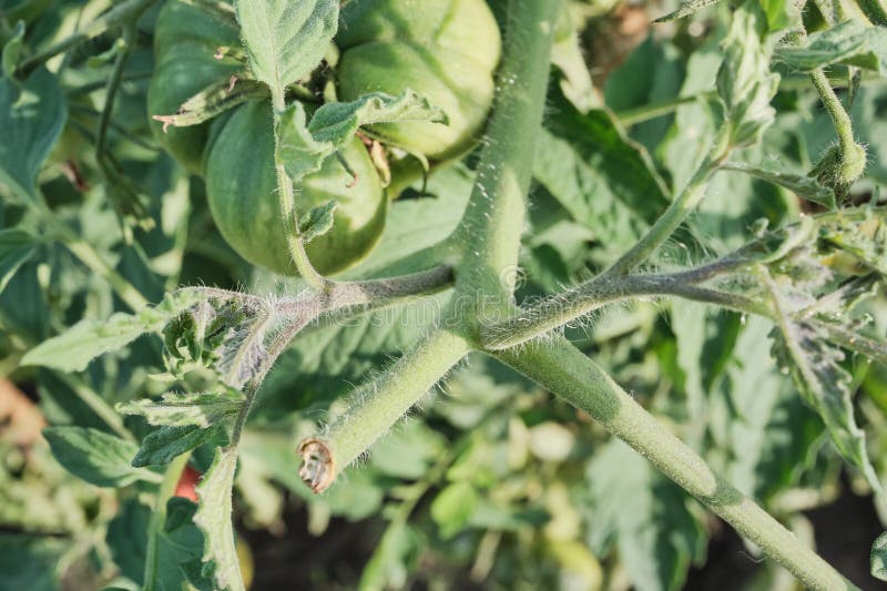 Close-up of Tomato Shoots on Green Tomato Bush Stock Image - Image of ...