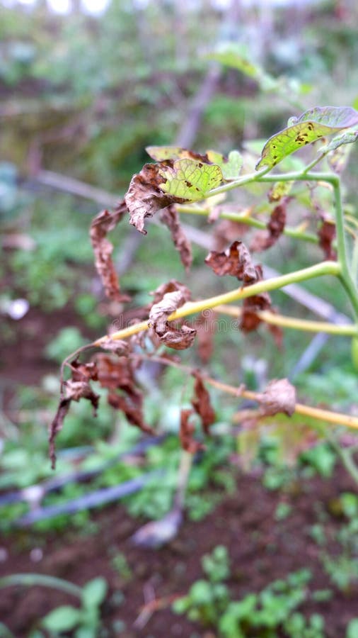 Close Up of Tomato Tree Leaves Drying and Dying Stock Image - Image of ...