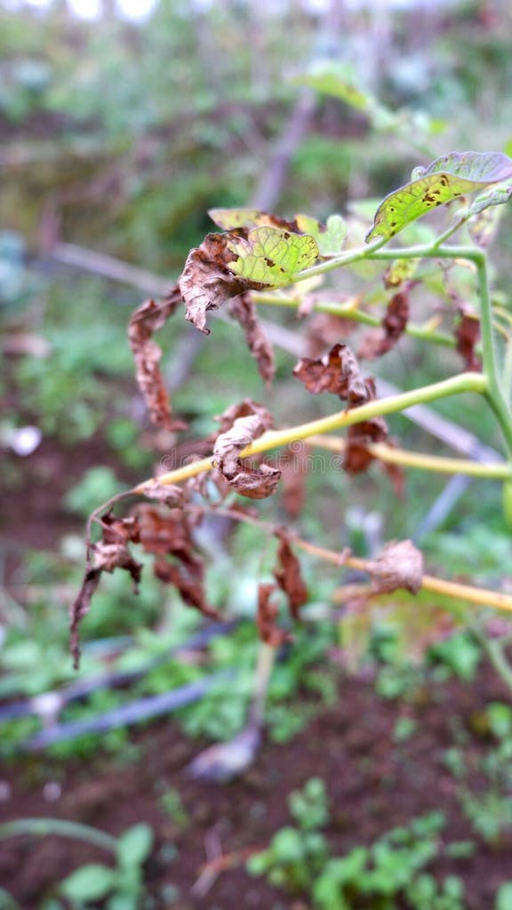 Close Up of Tomato Tree Leaves Drying and Dying Stock Image - Image of ...