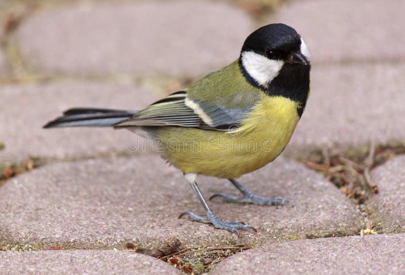 Close up of tomtit stock photo. Image of bird, close - 53710752