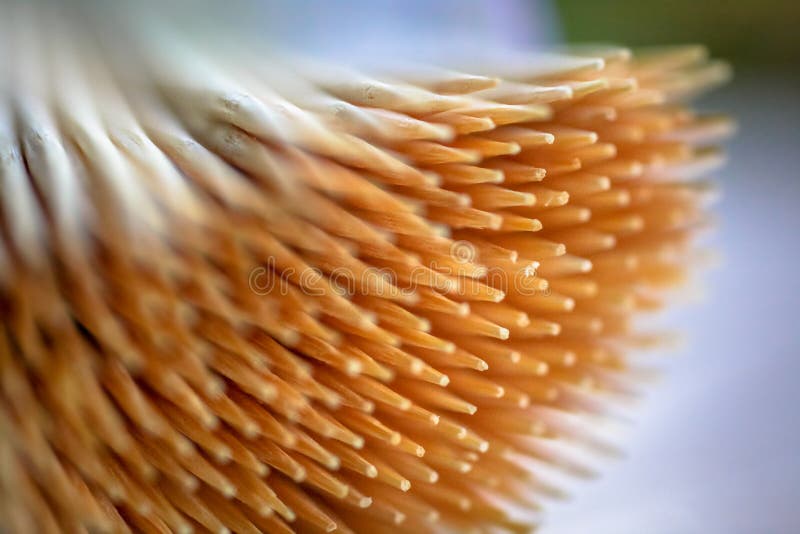 Toothpicks stock photo. Image of kitchen, mouth, point - 5174178