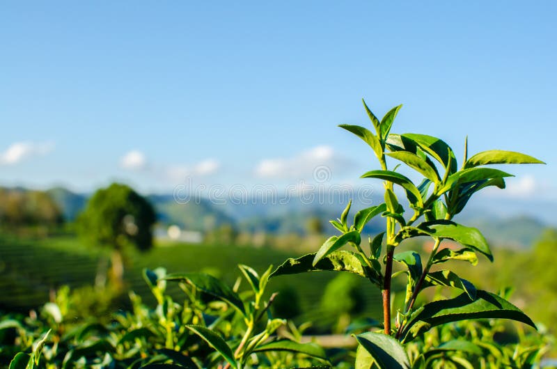 Close up Top of Tea Tree. stock image. Image of growth - 87486461