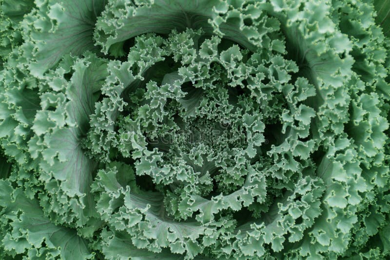 Close-up Top View of Cabbage with Water Drop in the Garden. Stock Image ...