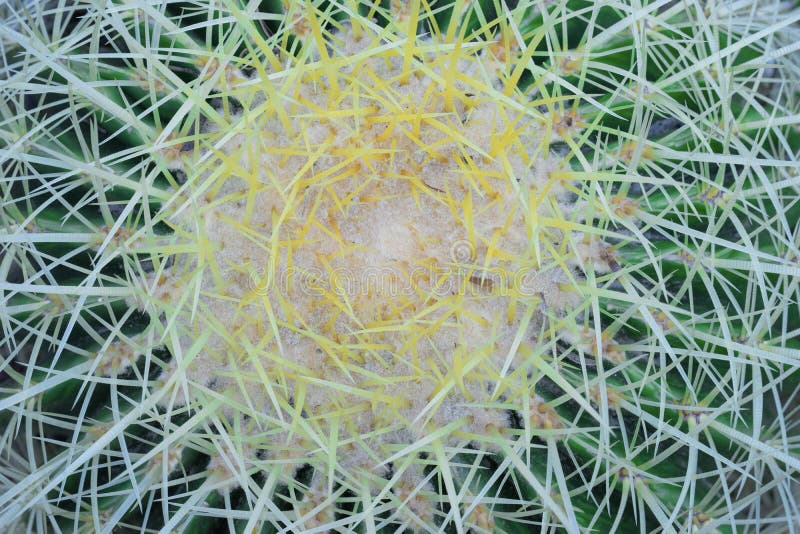 Close Up Top View Cactus Plants with Thorns Texture Stock Image - Image ...