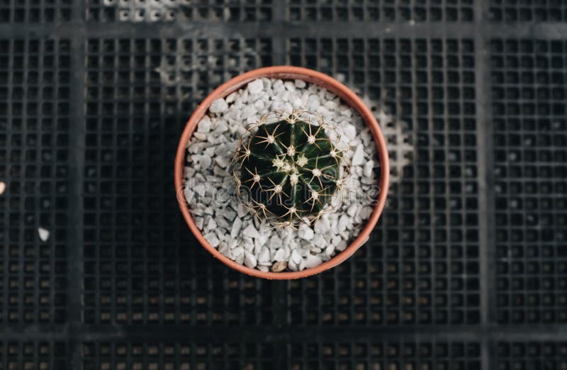 Top view of cactus stock image. Image of flora, objects - 41636937