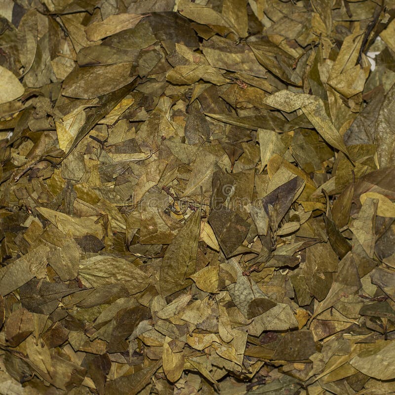 Close Up Top View of Dried Coca Leaves. Stock Image - Image of ...