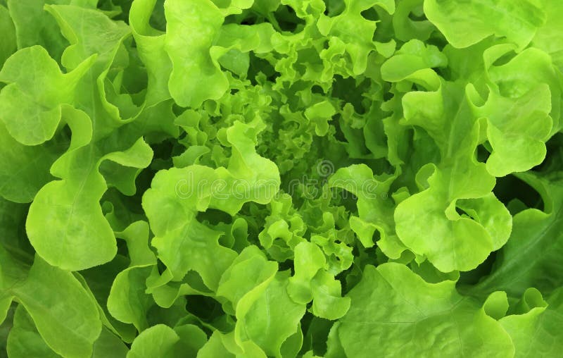 Close Up Top View of Green Fresh Lettuce Leaves Growing in Vegetable ...