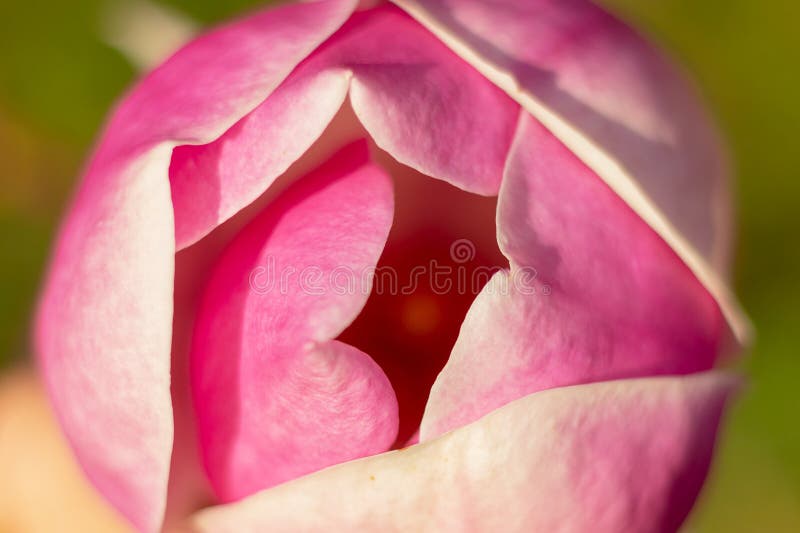 Close-up Top View Large Closed Bud of Pink Flower Magnolia Tree Stock ...