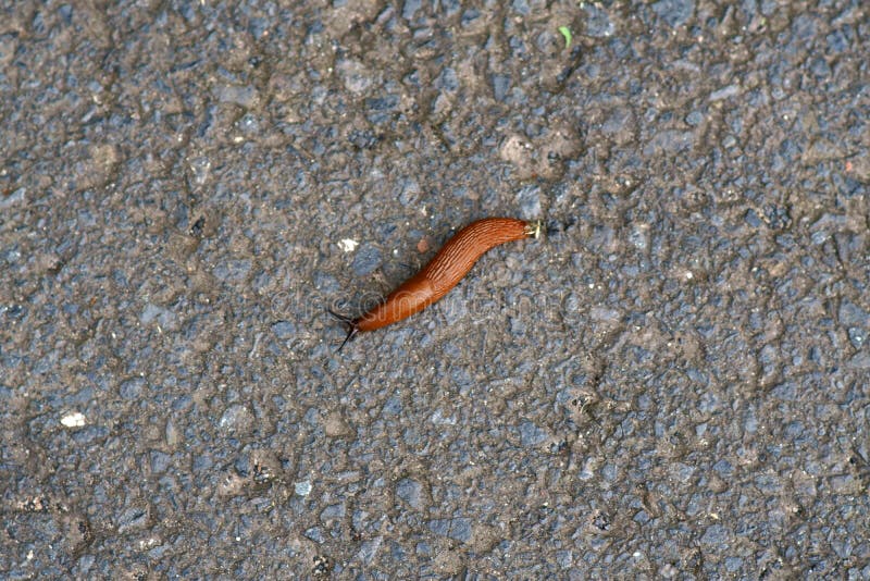 Slug Underground Stock Photos - Free & Royalty-Free Stock Photos from ...