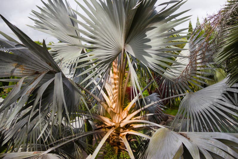 Close Up Top View of a Palm Tree Stock Image - Image of exotic, fronds ...