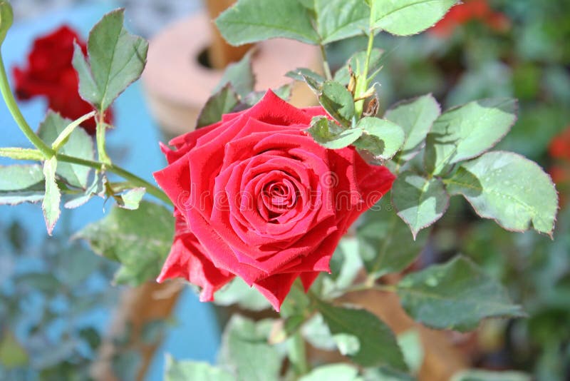 Top view red rose stock photo. Image of blossom, design - 132594846