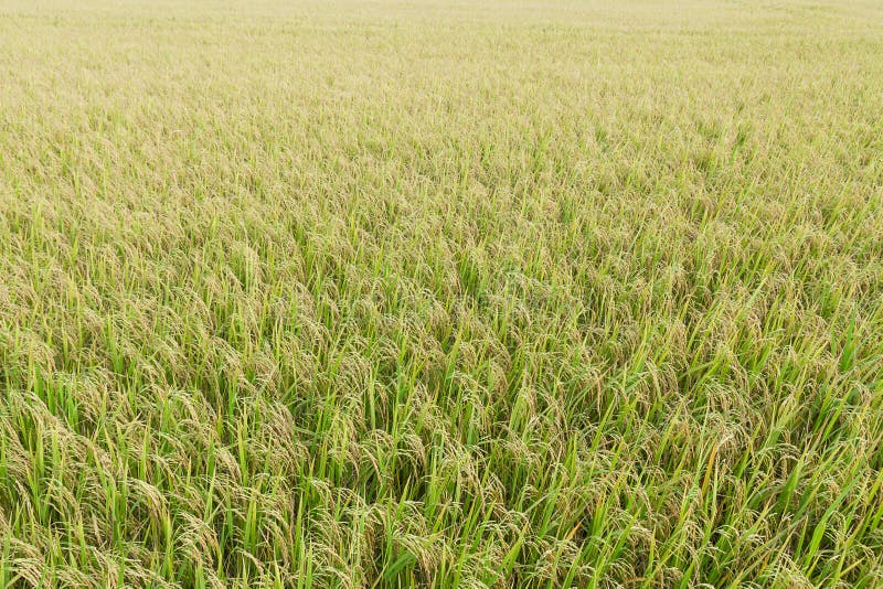 Close Up Top View Rice Fields Stock Photo - Image of outdoor, green ...