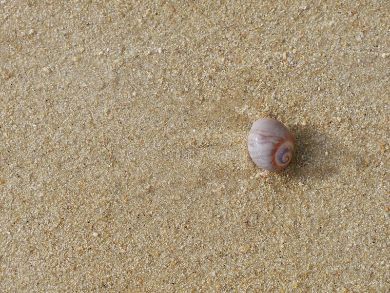 Close Up Top View of a Seashell on the Sand Beach, for Background with ...