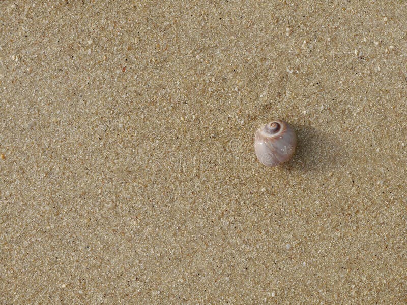 Close Up Top View of a Seashell on the Sand Beach, for Background with ...