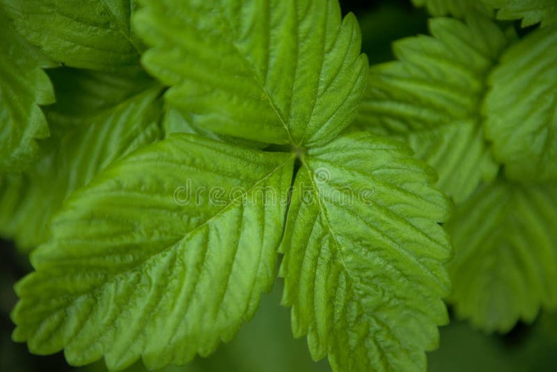 Close-up Top View Shot of Elm Tree Leaves Stock Image - Image of light ...