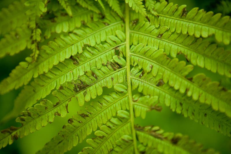 Close-up Top View Shot of Fern Stock Image - Image of lush, beautiful ...