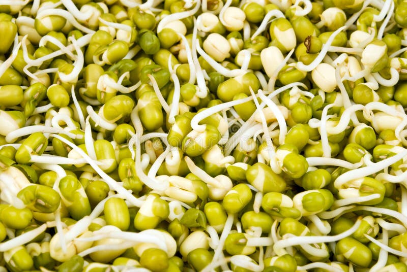 Close Up Top View Of Sprouted Green Gram Royalty Free Stock Photos ...