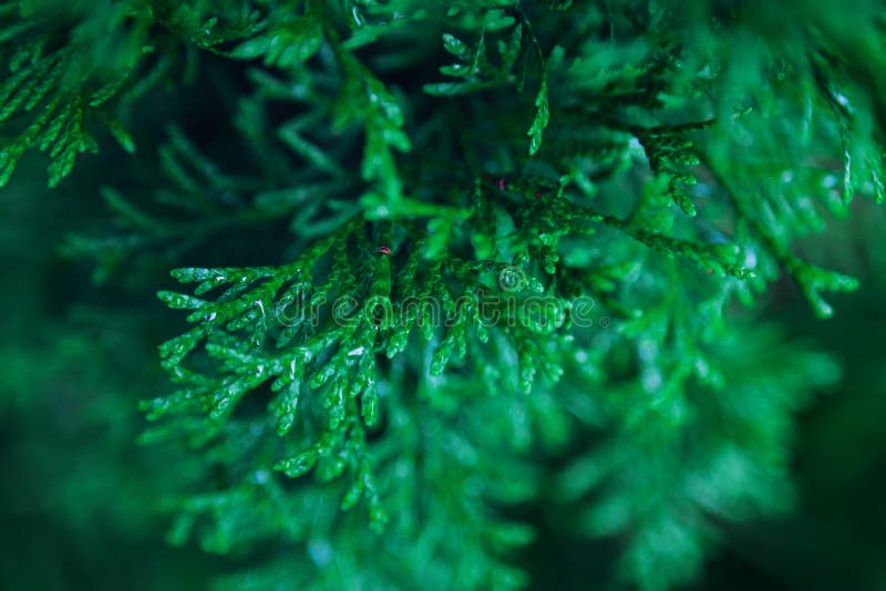 Close Up Top View of Thuja Branches Stock Photo - Image of evergreen ...