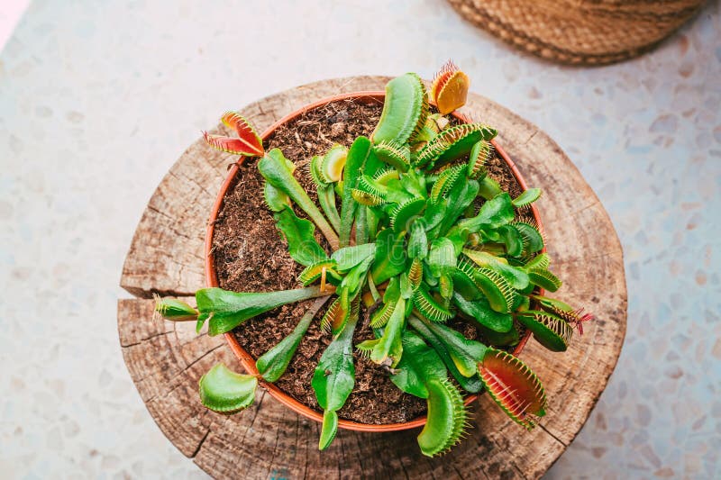 Close-up Top View of a Venus Flytrap Plant in a Flowerpot Stock Photo ...