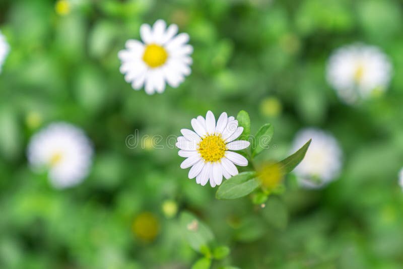 Close Up Top View White Daisy Flower Stock Image - Image of close ...
