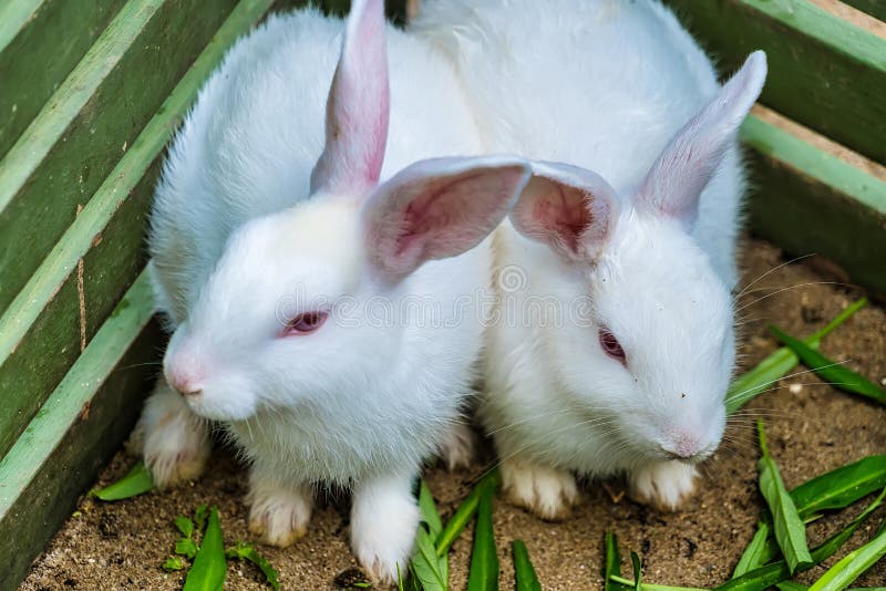 Close Up in Top View of Young Cute Rabbit S Face Stock Photo - Image of ...