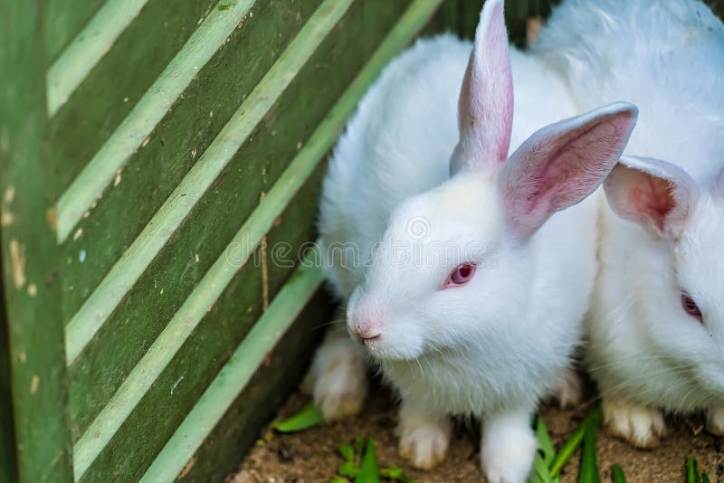 Close Up in Top View of Young Cute Rabbit S Face Stock Photo - Image of ...