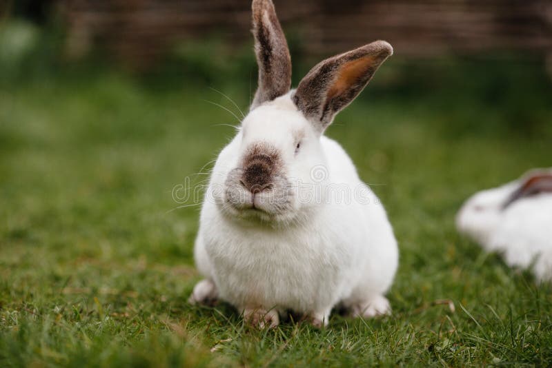 Close Up in Top View of Young Cute Rabbit`s Face Stock Photo - Image of ...