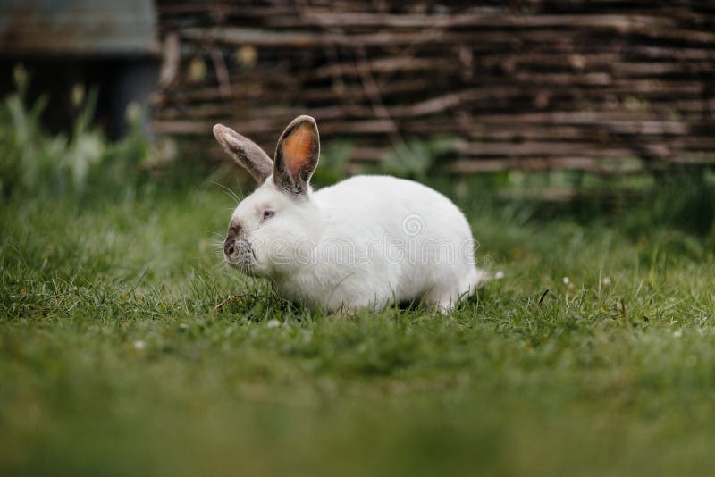 Close Up in Top View of Young Cute Rabbit`s Face Stock Photo - Image of ...