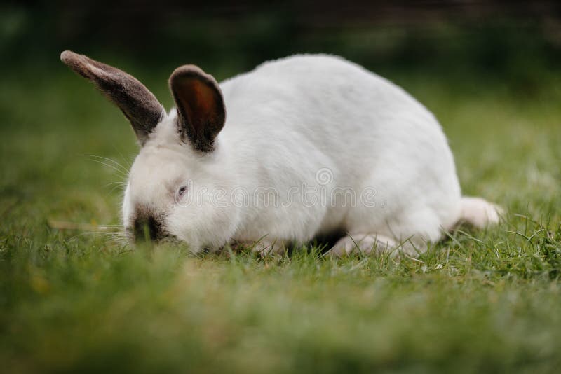 Close Up in Top View of Young Cute Rabbit`s Face Stock Image - Image of ...