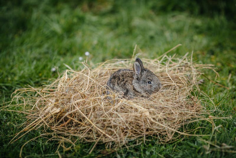 Close Up in Top View of Young Cute Rabbit`s Face Stock Photo - Image of ...