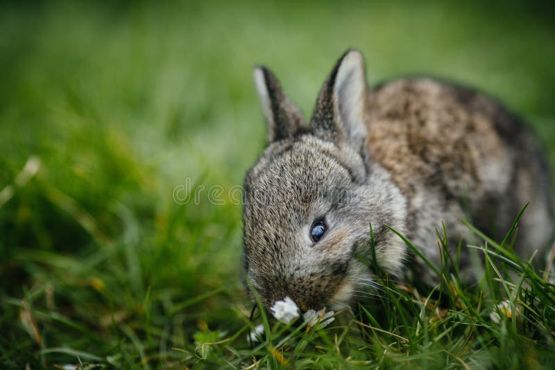 Close Up in Top View of Young Cute Rabbit`s Face Stock Image - Image of ...