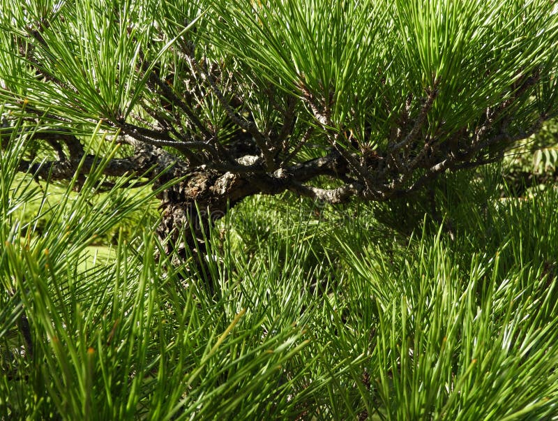 Close-up of a Topiary Pine Tree Stock Photo - Image of closeup, pinus ...