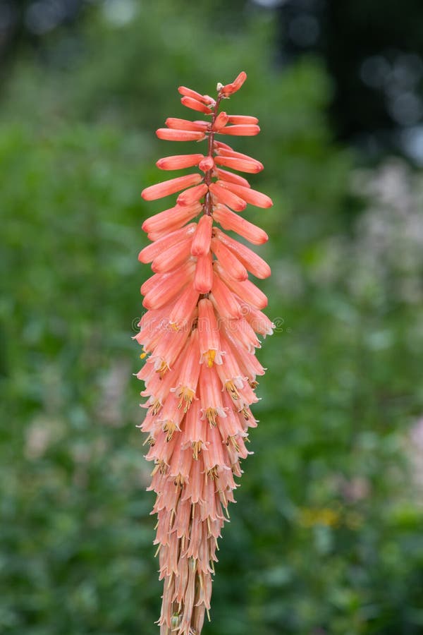 Torch lily stock photo. Image of bright, beautiful, macro - 243560030