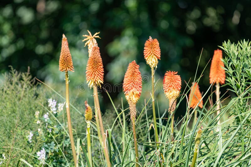 Torch lily stock photo. Image of flora, closeup, bright - 243560182