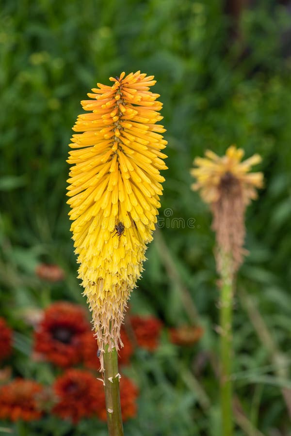 Torch lily stock image. Image of macro, beauty, garden - 243560365