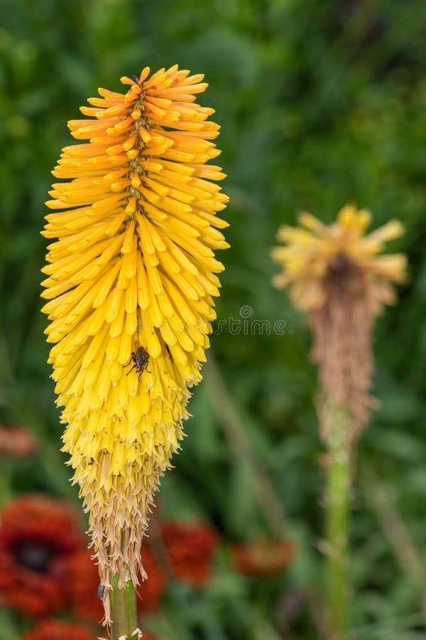 Torch lily stock photo. Image of botanical, lily, floral - 243560408