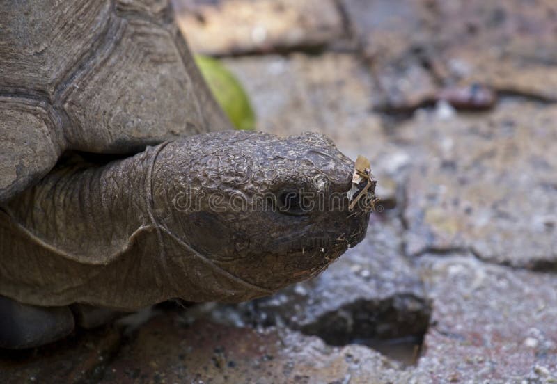 Close Up of Tortiose Head in Zoo Stock Image - Image of insular ...