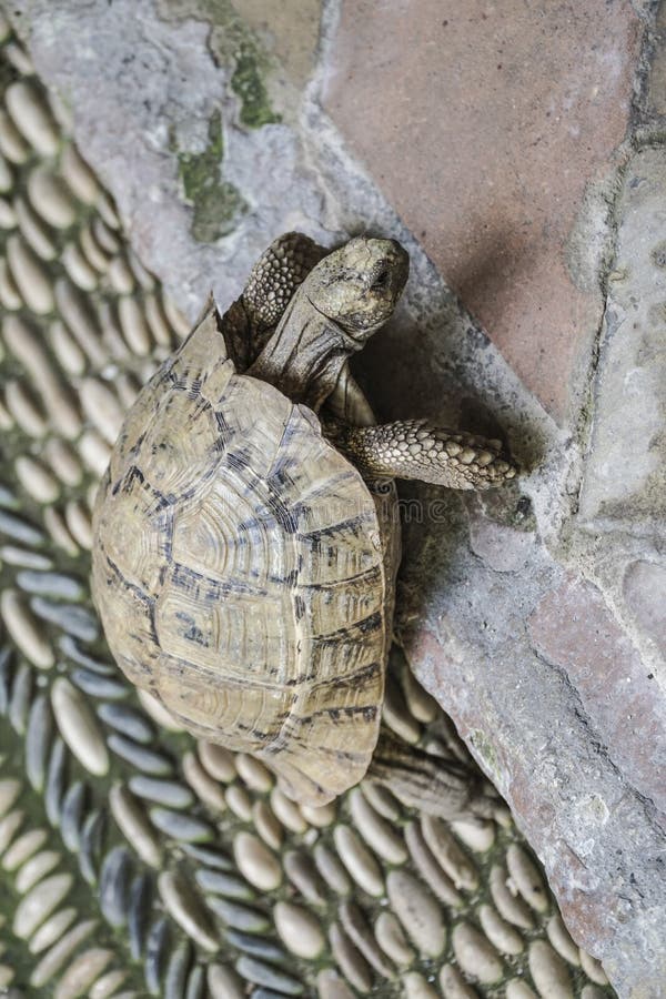 Turtle Climbing Up Steps Stock Photos - Free & Royalty-Free Stock ...