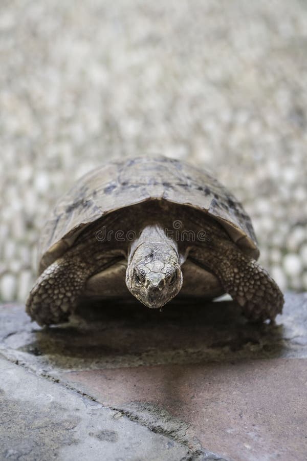Close up of a tortoise stock photo. Image of motion, spurred - 80092992