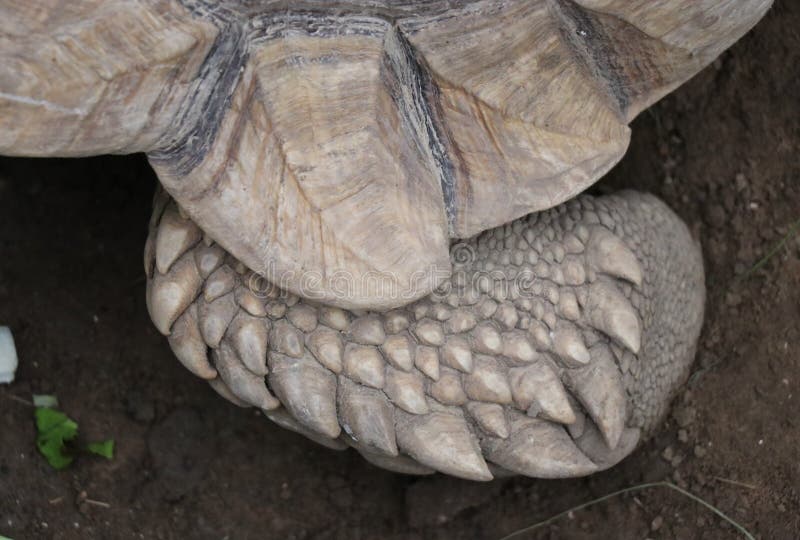 Tortoise Foot stock image. Image of close, claws, foot - 5936309