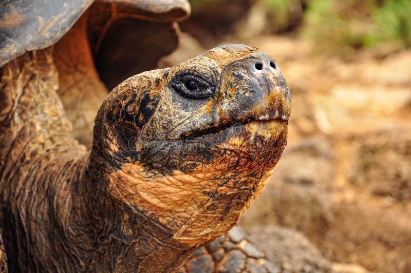 Tortoise Head with Nouth Open Stock Image - Image of daytime, close ...