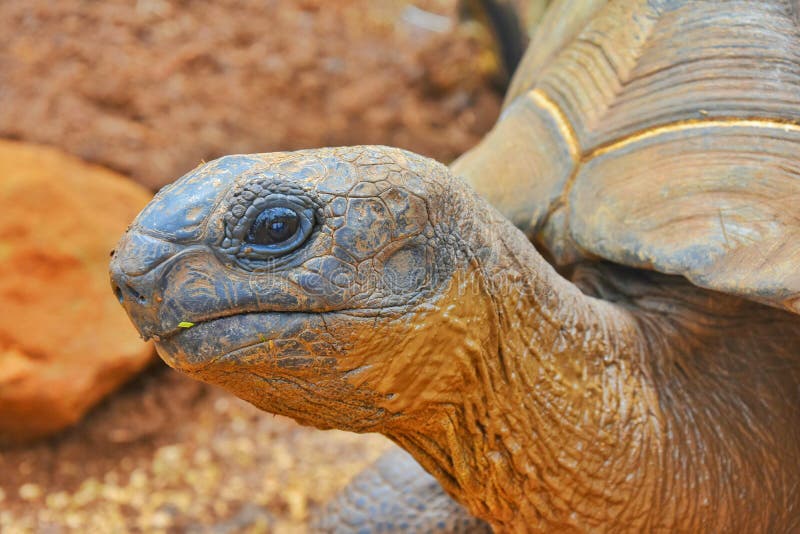 Close up of tortoise head stock photo. Image of tortoise - 117704668