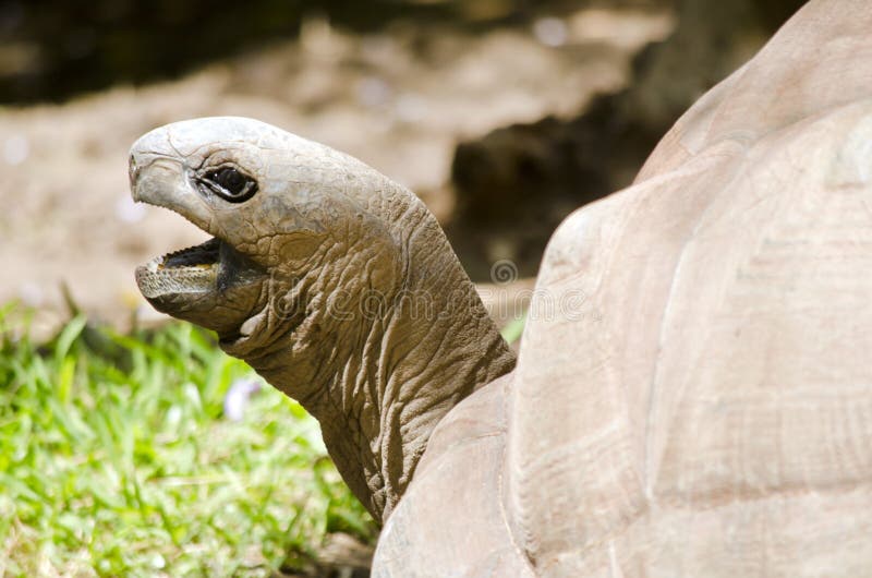 321 Tortoise Mouth Open Stock Photos - Free & Royalty-Free Stock Photos ...