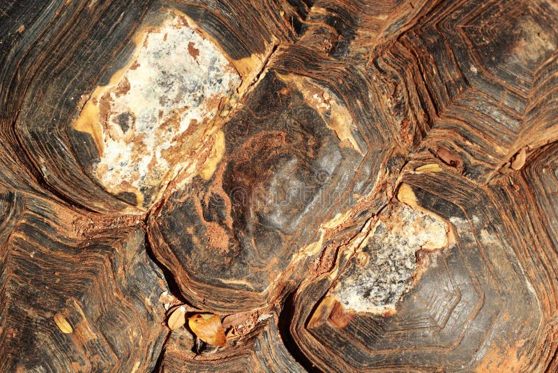Close-up of tortoise shell stock image. Image of protection - 36490425