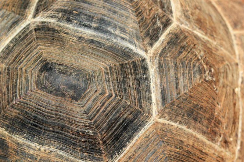Close-up of tortoise shell stock image. Image of creature - 39887865
