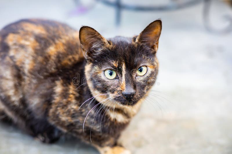 Close-up of a Tortoiseshell Cat with Green Eyes in a Natural Setting ...