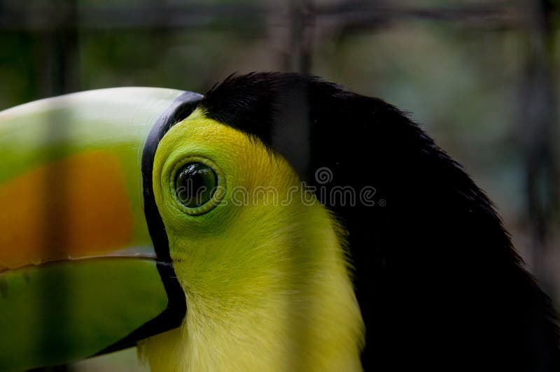 Close up toucan claw stock image. Image of elegance, outdoors - 44616481